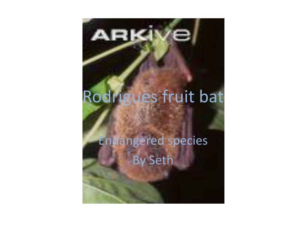 PPT - Rodrigues fruit bat PowerPoint Presentation, free download - ID ...