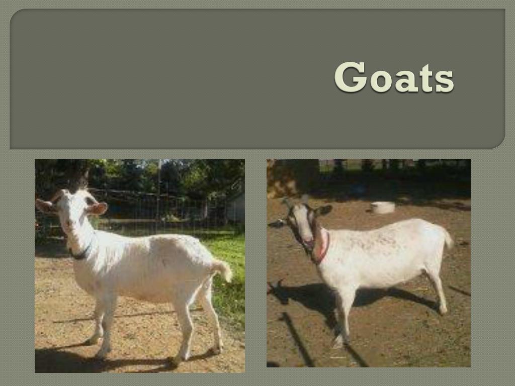 PPT - Goats PowerPoint Presentation, free download - ID:2040734