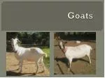 PPT - A horse and two goats PowerPoint Presentation, free download - ID ...