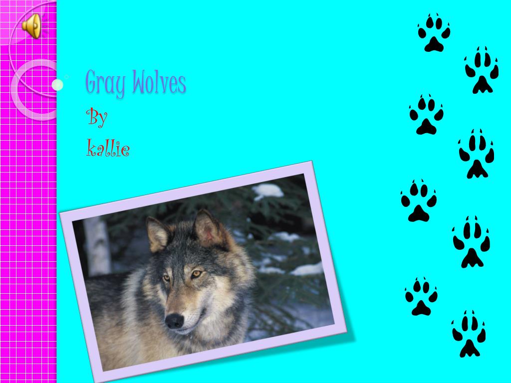 PPT - Gray Wolves PowerPoint Presentation, free download - ID:2041194