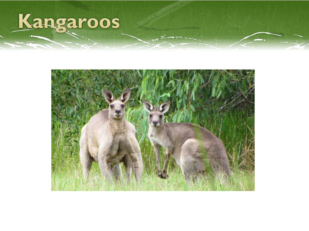 PPT - Kangaroos PowerPoint Presentation, free download - ID:2041320
