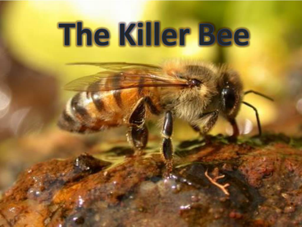 PPT - The Killer Bee PowerPoint Presentation, free download - ID:2042112