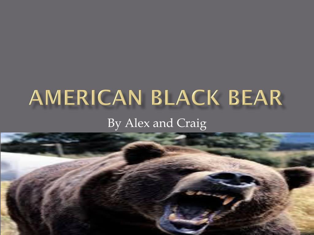 PPT - American black bear PowerPoint Presentation, free download - ID ...