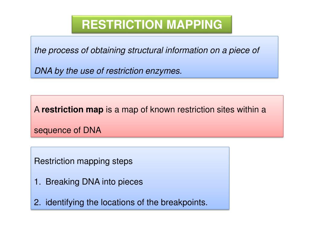 PPT - A restriction map is a map of known restriction sites within a ...