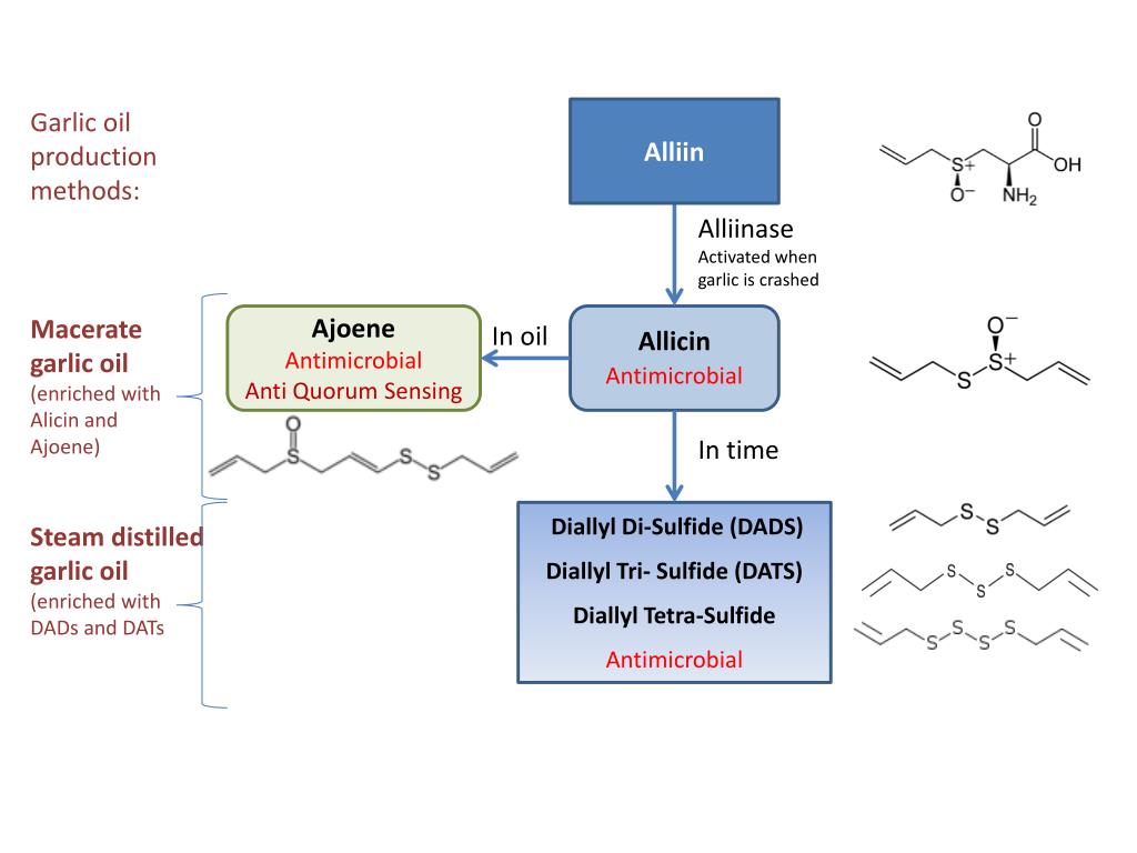 PPT - Allicin Antimicrobial PowerPoint Presentation, free download - ID ...