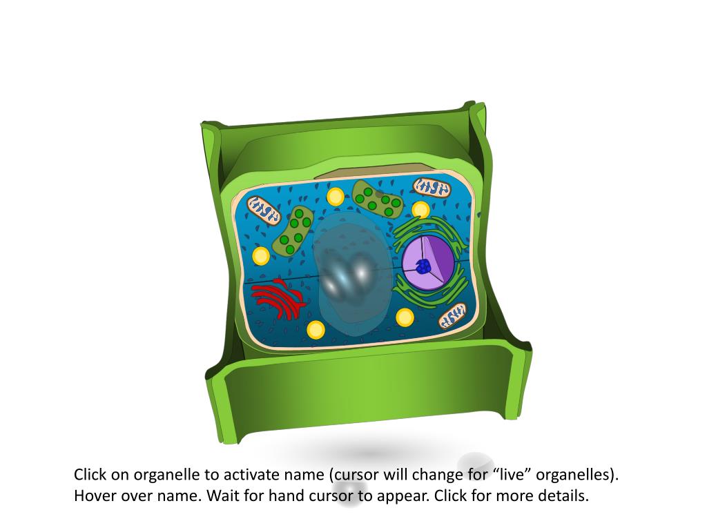 PPT - Chloroplast PowerPoint Presentation, free download - ID:2044975