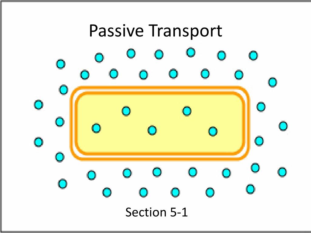 PPT - Passive Transport PowerPoint Presentation, free download - ID:2044976