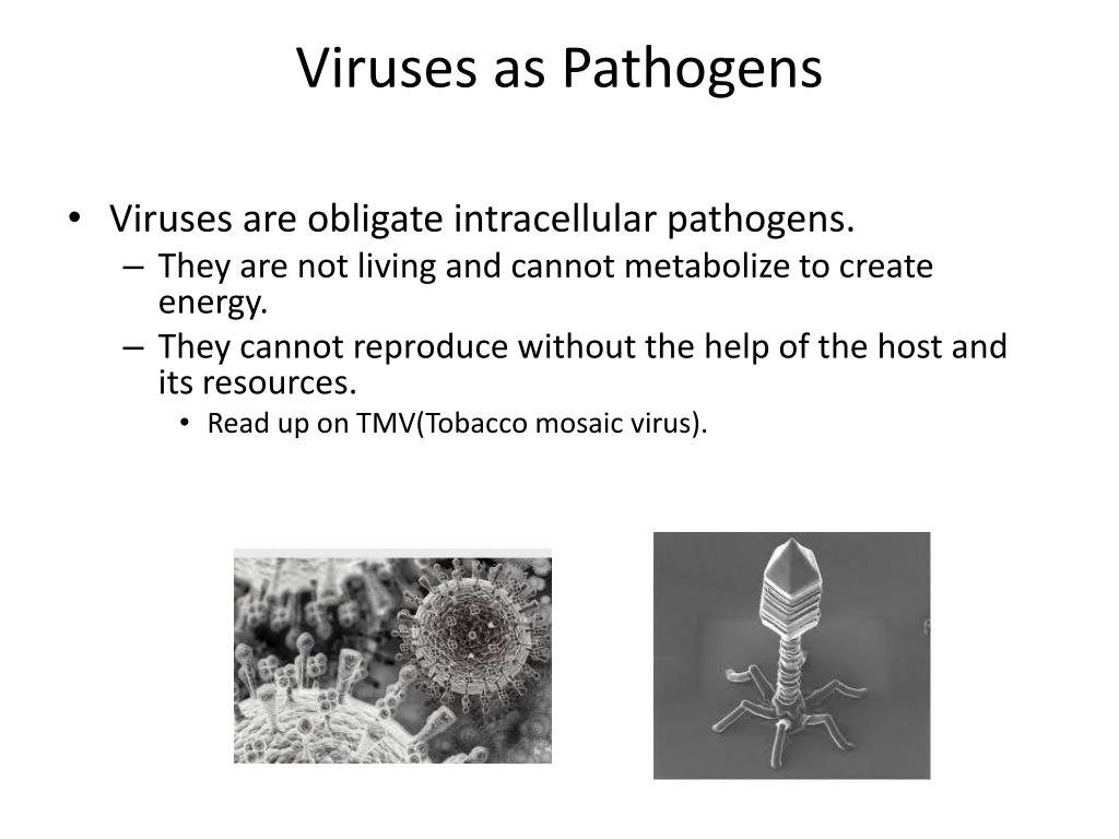 PPT - Viruses as Pathogens PowerPoint Presentation, free download - ID ...
