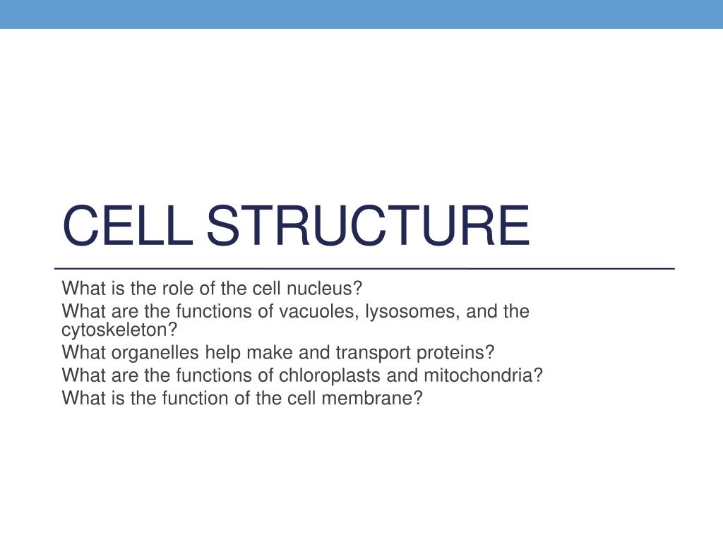 PPT - Cell Structure PowerPoint Presentation, free download - ID:2045086