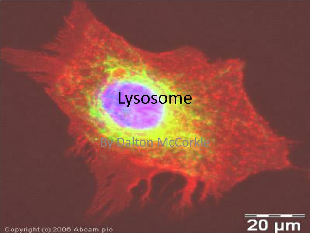 PPT - Lysosome PowerPoint Presentation, free download - ID:2045355