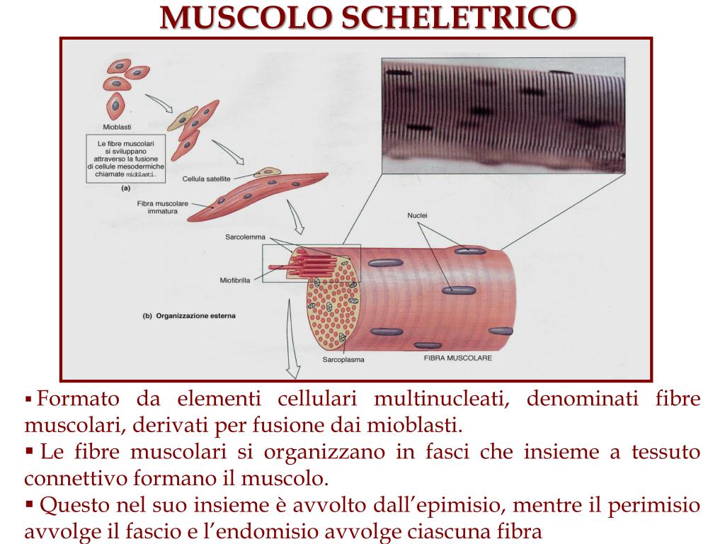 PPT - MUSCOLO SCHELETRICO PowerPoint Presentation, free download - ID ...