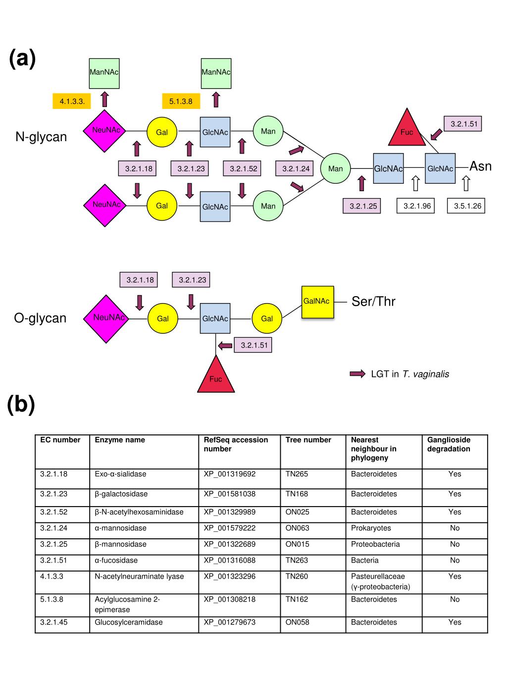 PPT - Man PowerPoint Presentation, free download - ID:2045770