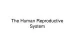 PPT - Human Reproductive System PowerPoint Presentation, free download ...