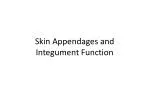 PPT - Skin Appendages PowerPoint Presentation, free download - ID:984518