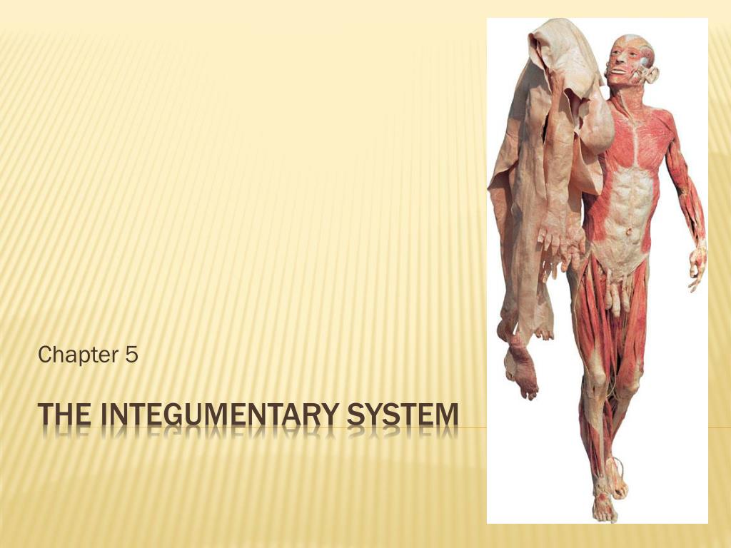 PPT - The integumentary system PowerPoint Presentation, free download ...