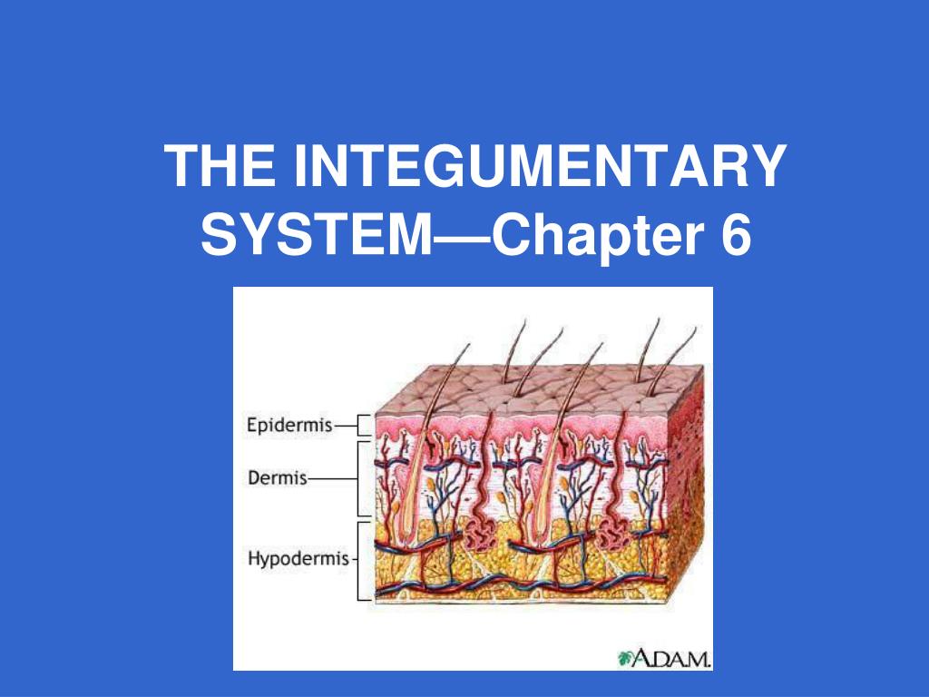 PPT - THE INTEGUMENTARY SYSTEM —Chapter 6 PowerPoint Presentation, free ...