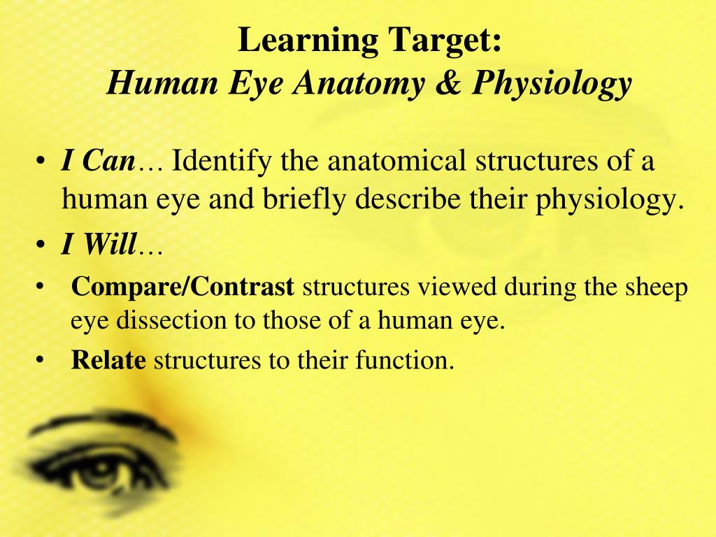 PPT - Learning Target: Human Eye Anatomy & Physiology PowerPoint ...
