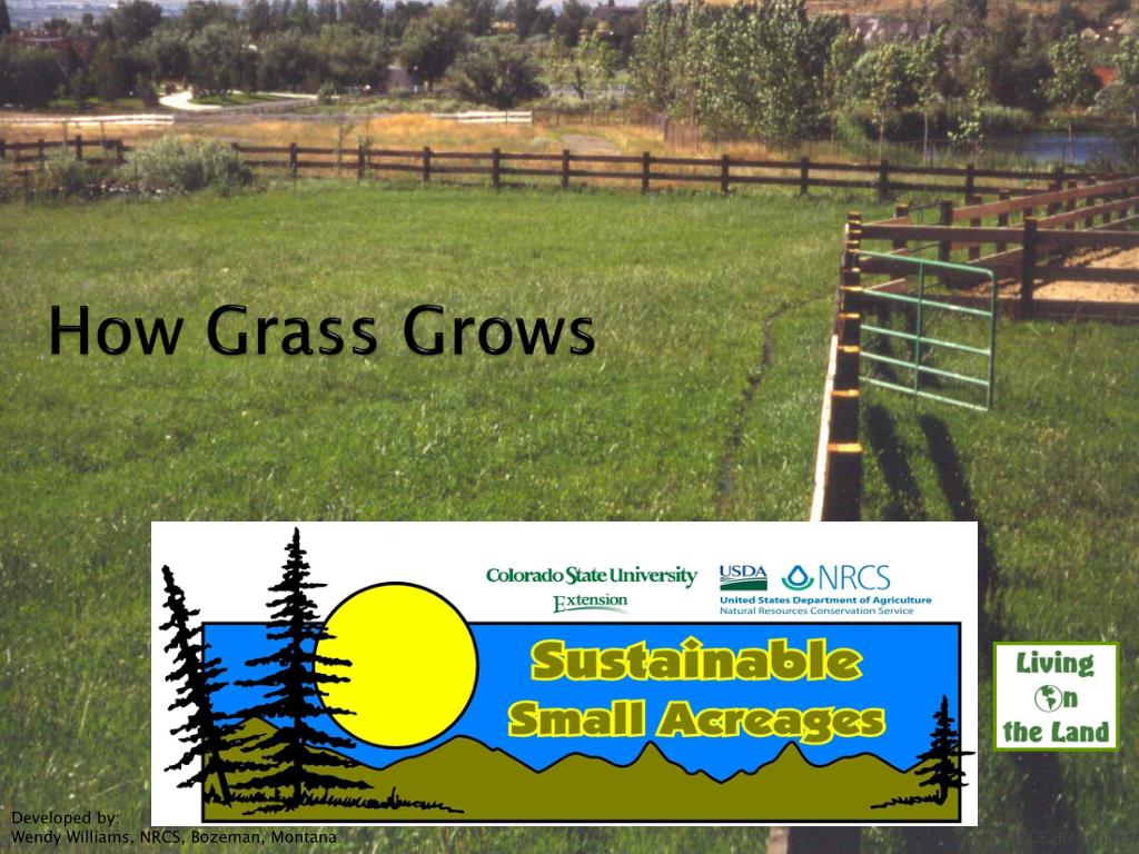 PPT - How Grass Grows PowerPoint Presentation, free download - ID:2047552