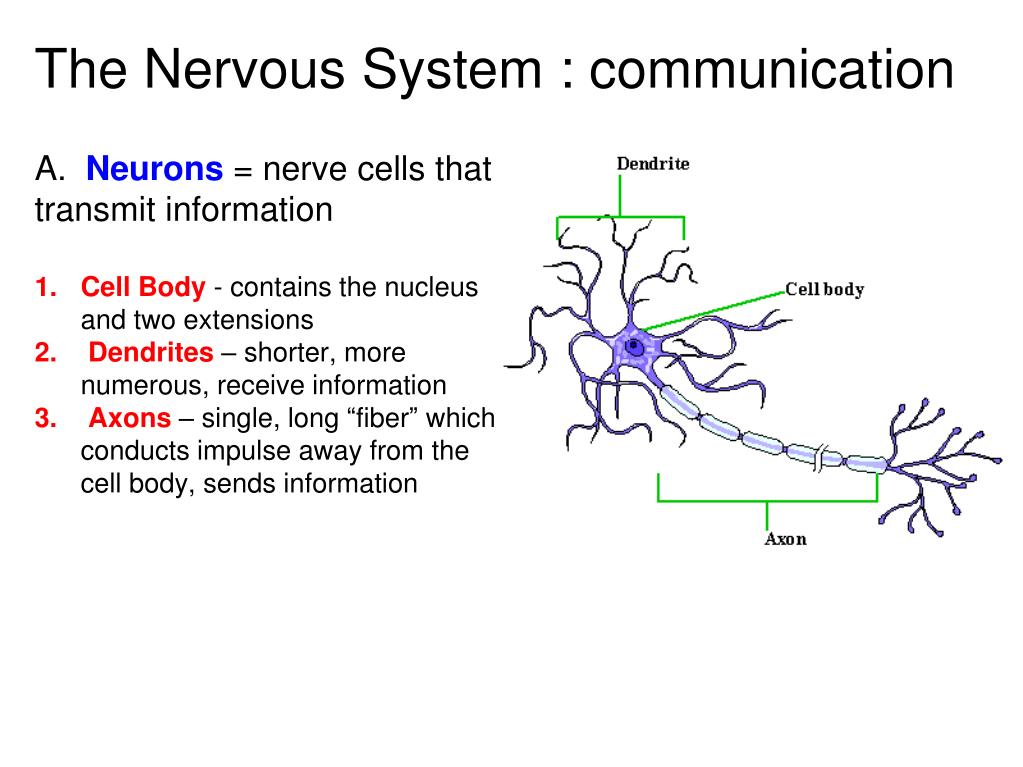 PPT - The Nervous System : communication PowerPoint Presentation, free ...