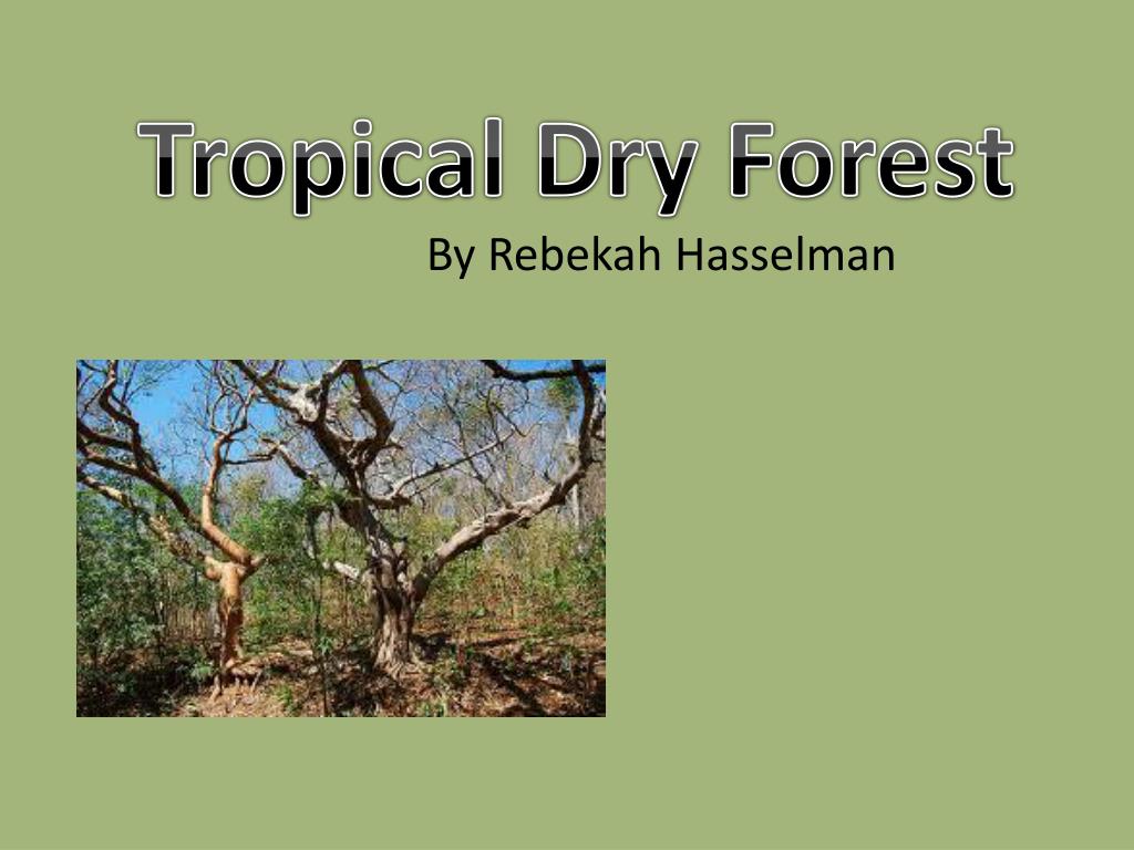 PPT - Tropical Dry Forest PowerPoint Presentation, free download - ID ...