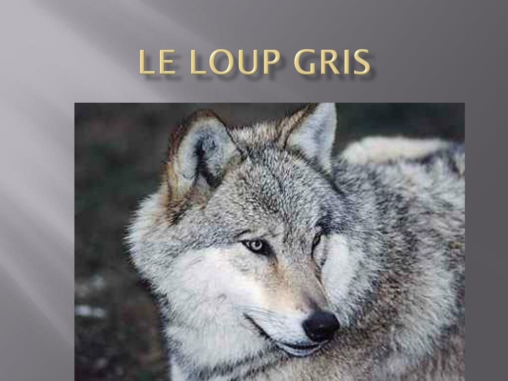 PPT - Le loup gris PowerPoint Presentation, free download - ID:2048366