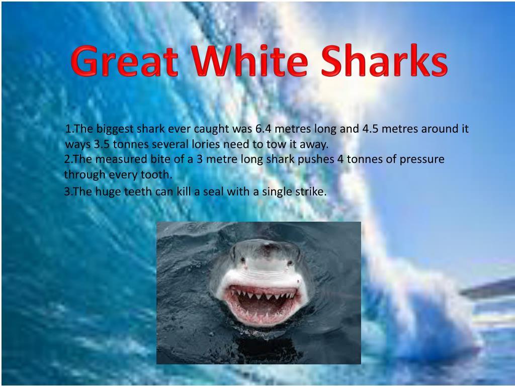 PPT - Great White Sharks PowerPoint Presentation, free download - ID ...