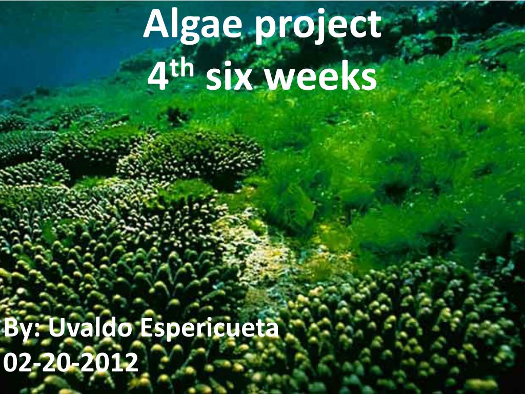 PPT - Algae project 4 th six weeks PowerPoint Presentation, free ...