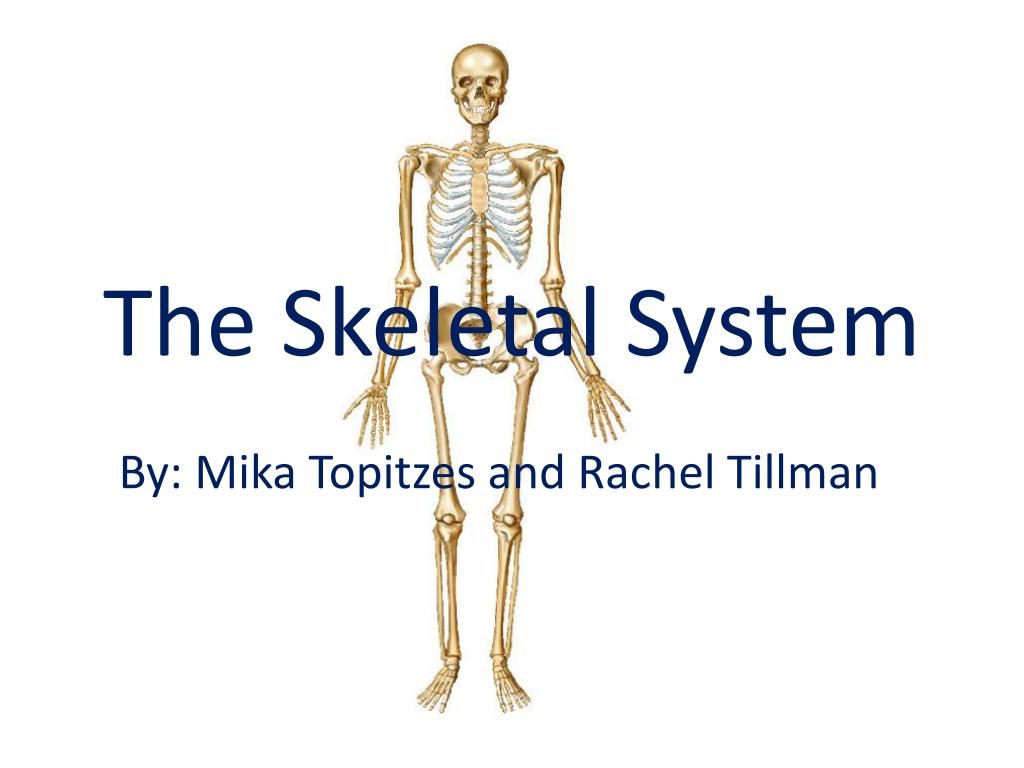 PPT - Exploring the Skeletal System: Bone Structures and Functions ...
