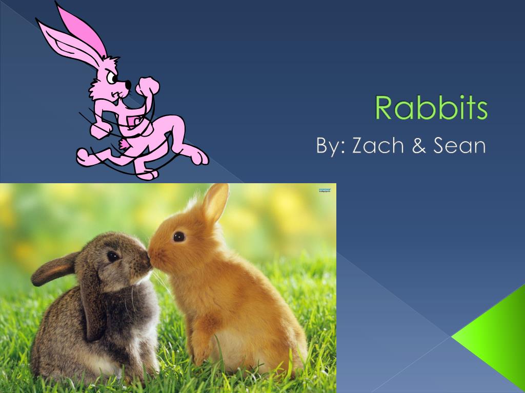 PPT - Rabbits PowerPoint Presentation, free download - ID:2049937