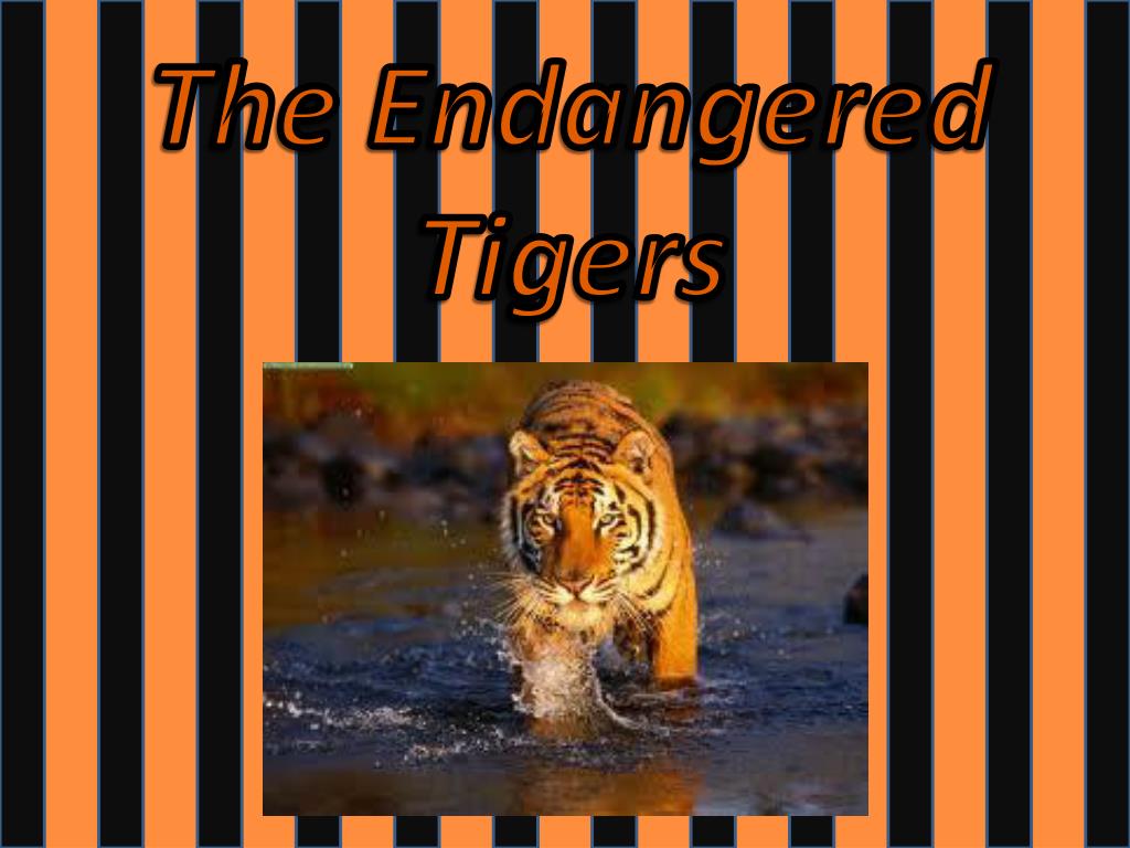 PPT - The Endangered Tigers PowerPoint Presentation, free download - ID ...