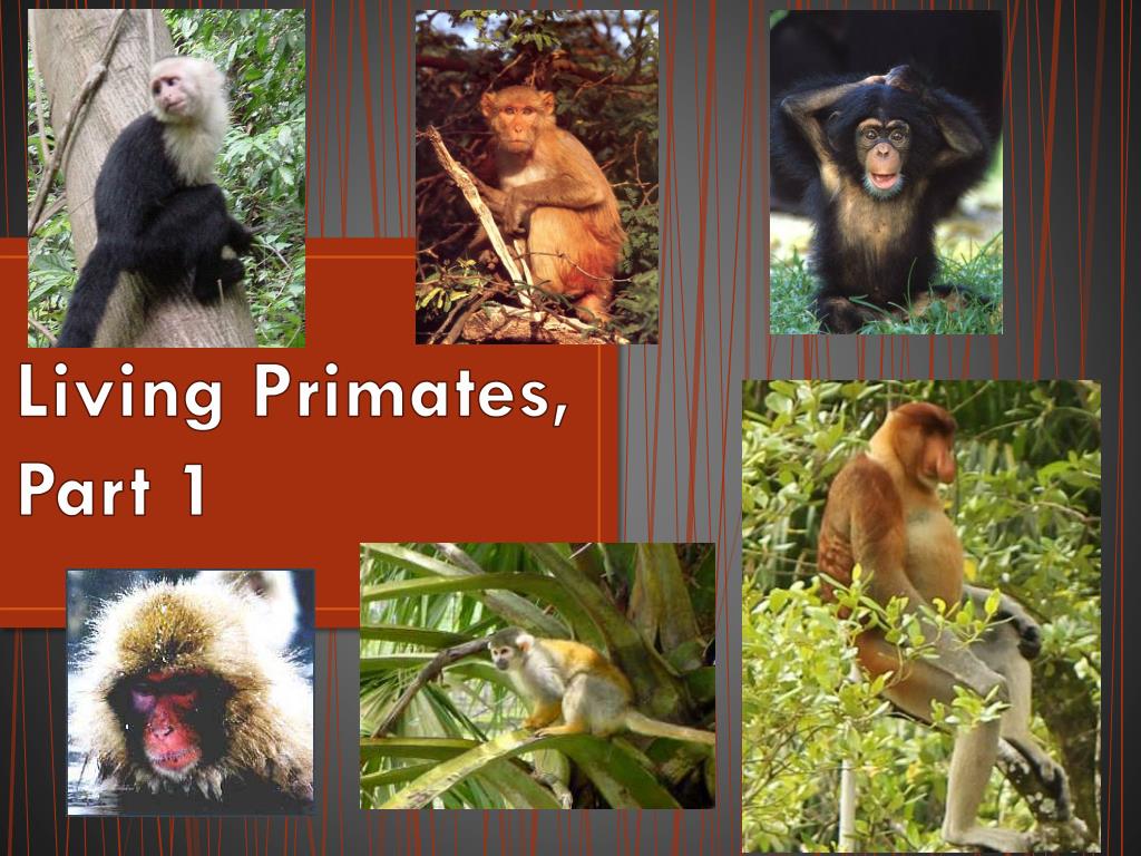 PPT - Living Primates, Part 1 PowerPoint Presentation, free download ...