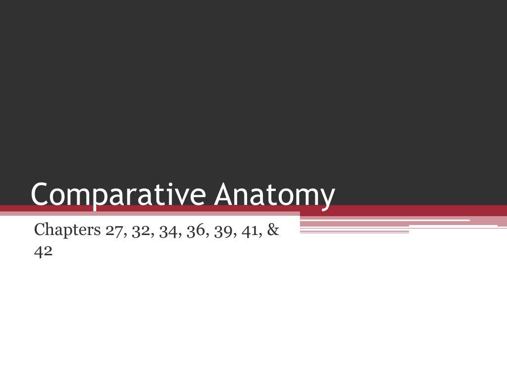 PPT - Comparative Anatomy PowerPoint Presentation, free download - ID ...