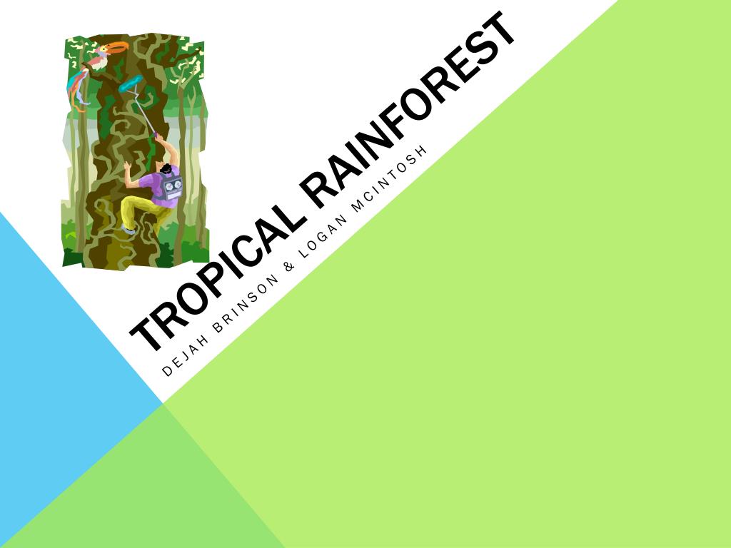 PPT - TROPICAL RAINFOREST PowerPoint Presentation, free download - ID ...