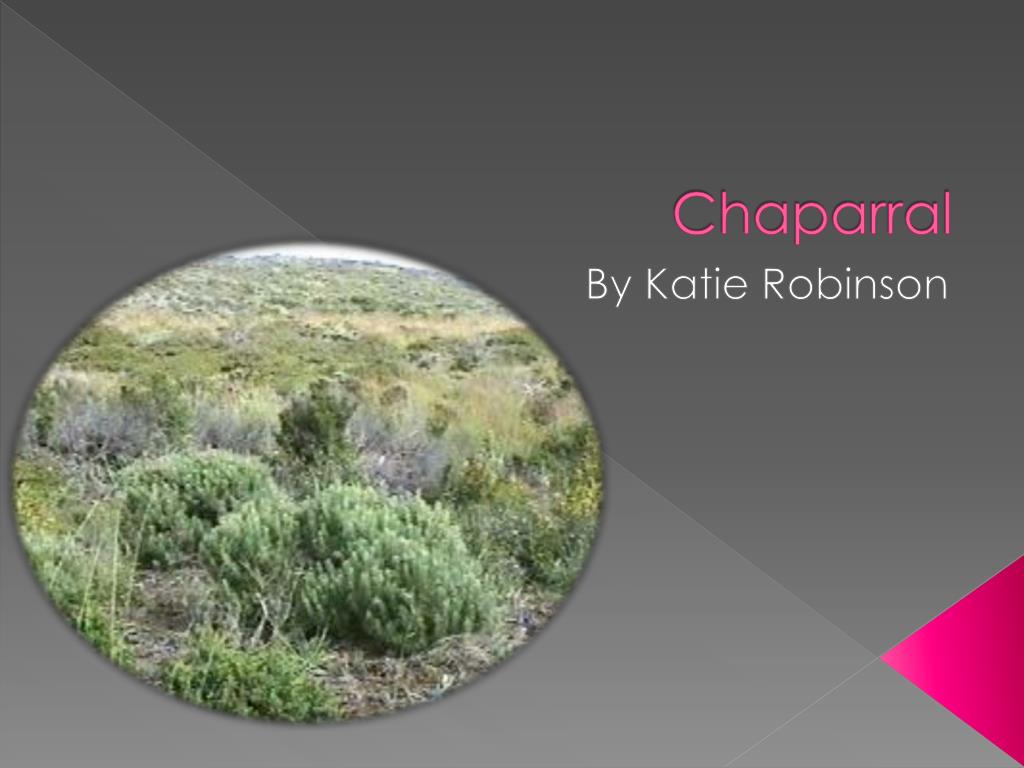 PPT - Chaparral PowerPoint Presentation, free download - ID:2057779