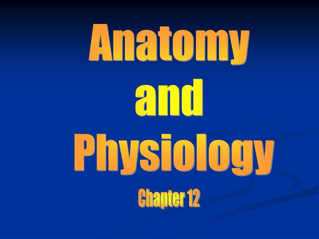 PPT - Anatomy and Physiology PowerPoint Presentation, free download ...