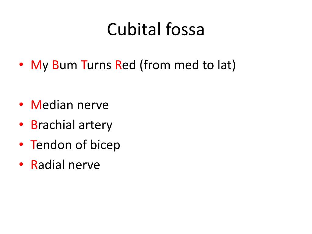 PPT - Cubital fossa PowerPoint Presentation, free download - ID:2062040