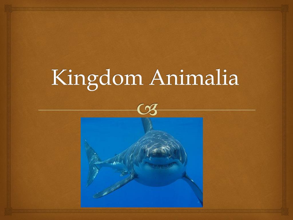 PPT - Kingdom Animalia PowerPoint Presentation, free download - ID:2062061