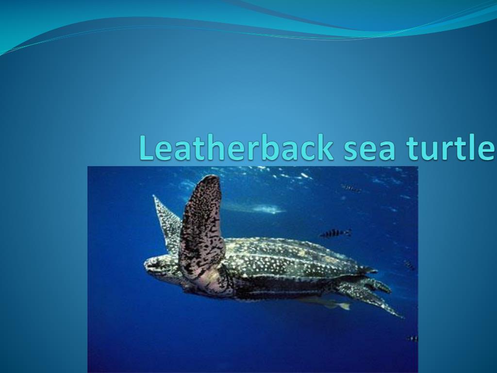 PPT - Leatherback sea turtle PowerPoint Presentation, free download ...