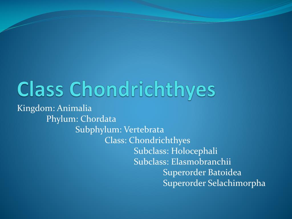 PPT - Class Chondrichthyes PowerPoint Presentation, free download - ID ...
