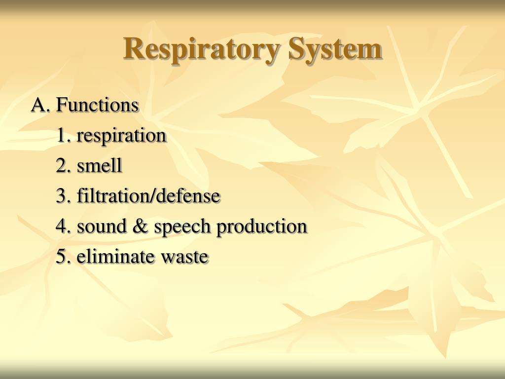 PPT - Respiratory System PowerPoint Presentation, free download - ID ...