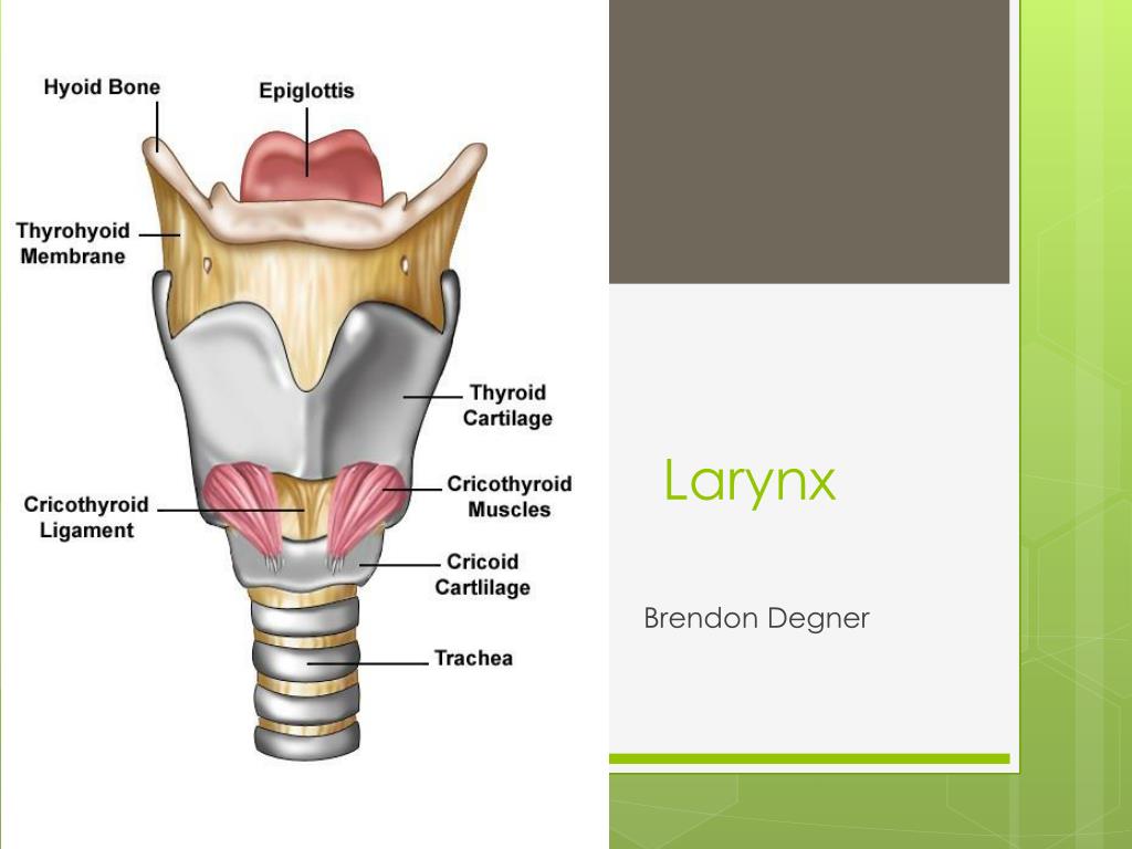 PPT - Larynx PowerPoint Presentation, free download - ID:2062891