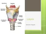 PPT - DEVELOPMENT OF LARYNX, TRACHEA AND BRONCHI PowerPoint ...