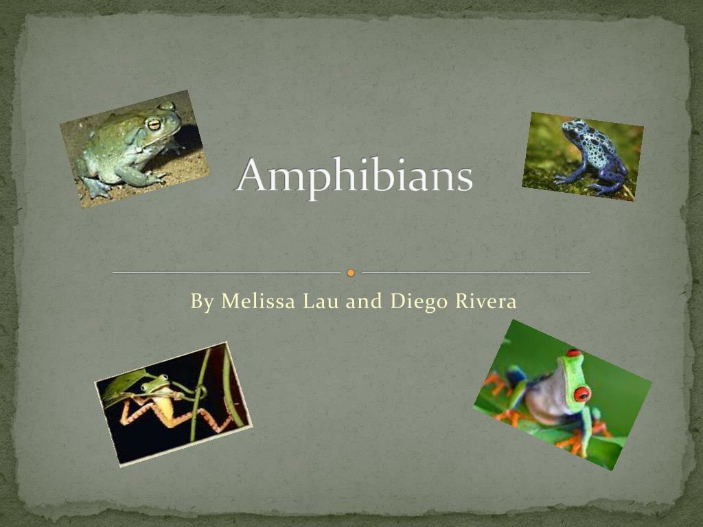 PPT - Amphibians PowerPoint Presentation, free download - ID:2064556