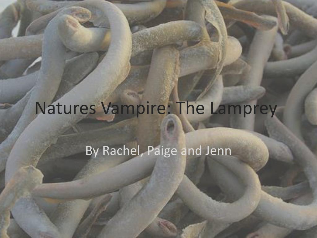 PPT - Natures Vampire: The Lamprey PowerPoint Presentation, free ...
