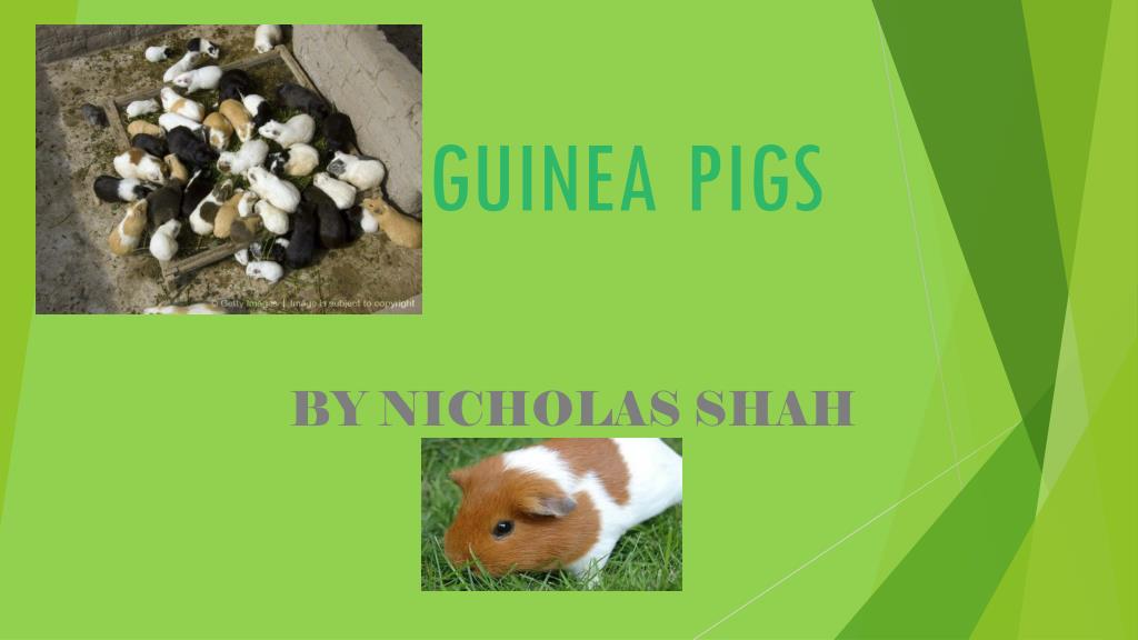 PPT - GUINEA PIGS PowerPoint Presentation, free download - ID:2065501