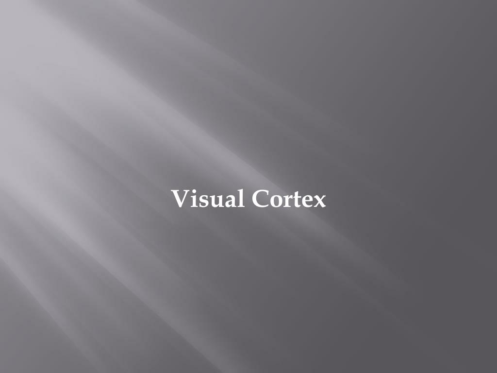 PPT - Visual Cortex PowerPoint Presentation, free download - ID:2067935