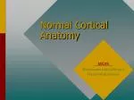 PPT - Normal Radiographic Anatomy- Based on Intraoral Films PowerPoint ...