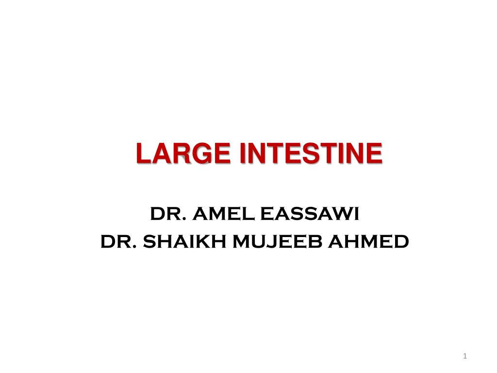 PPT - LARGE INTESTINE PowerPoint Presentation, free download - ID:2068293