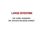 PPT - Large intestine PowerPoint Presentation, free download - ID:2286242