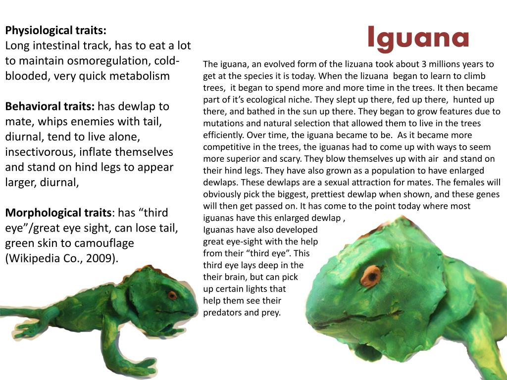 PPT - Iguana PowerPoint Presentation, free download - ID:2071026